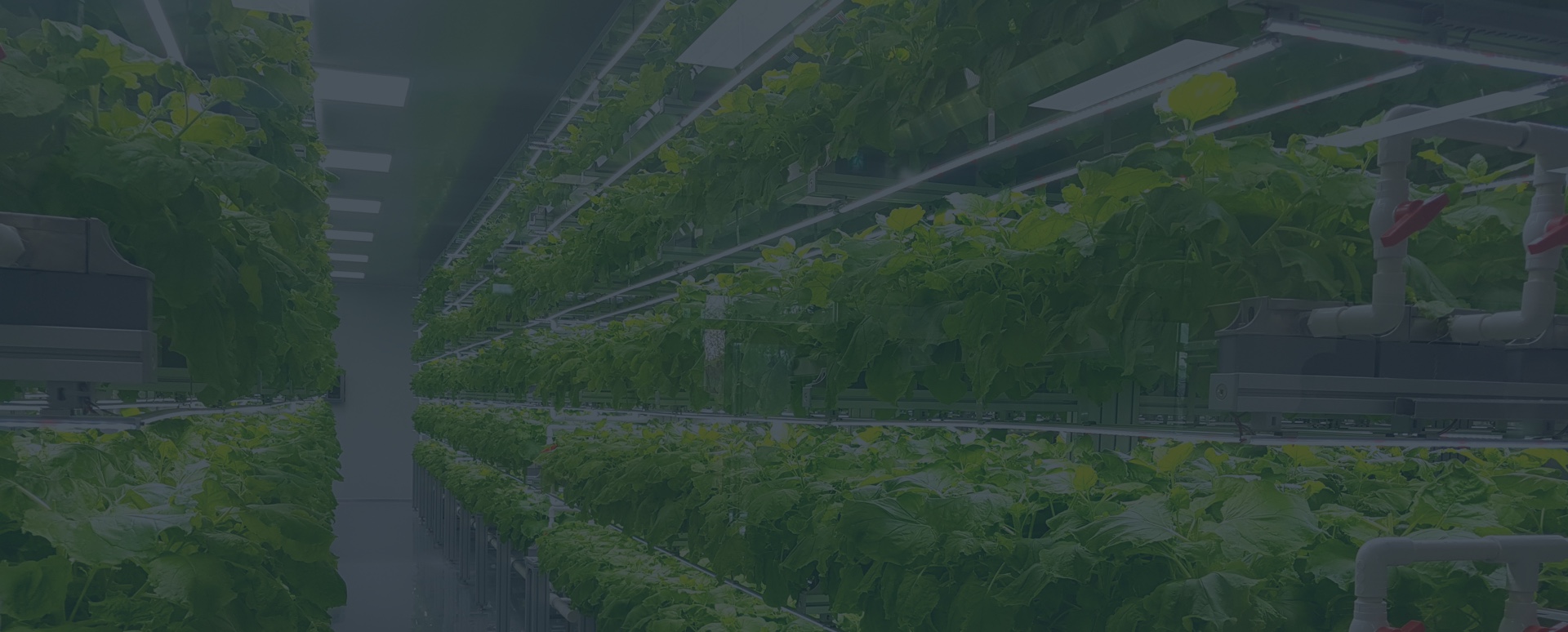 Indoor Vertical Farming Software Development Services | Intellias